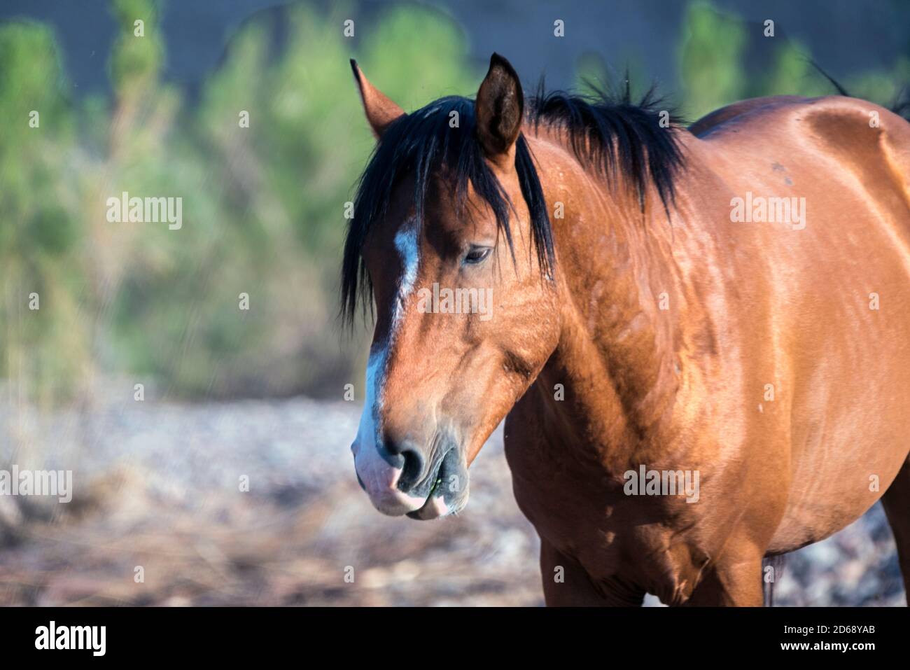 Salt River Wild Horses in Tonto National Forest near Phoenix, Arizona ...