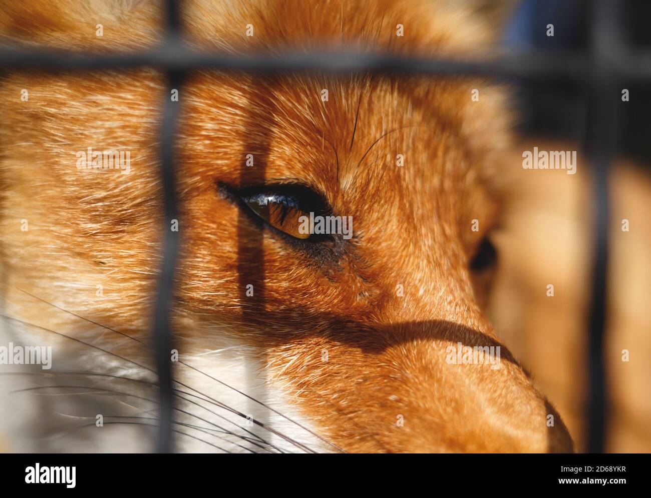 portrait of a sad fox in a cage at the zoo Stock Photo - Alamy