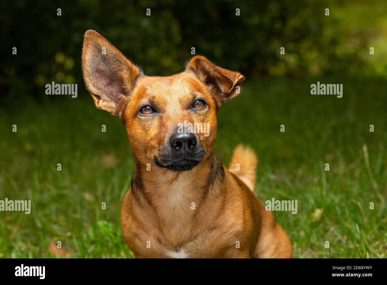 Little terrier mixed breed dog sitting outdoors Stock Photo - Alamy