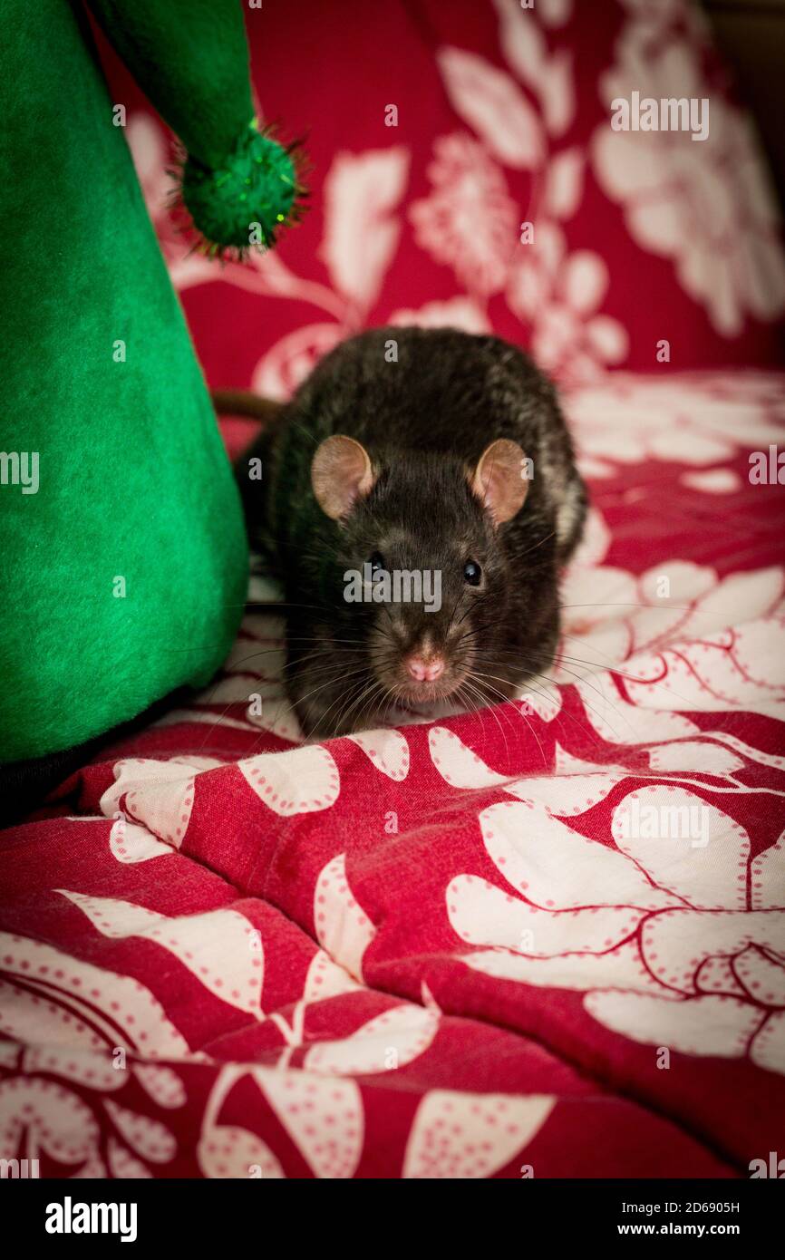 Rat colors hi-res stock photography and images - Alamy