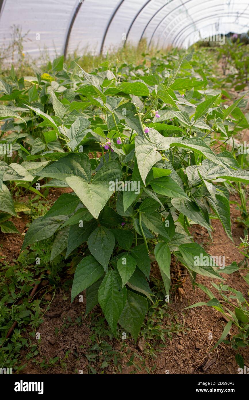 Common Green bean or French bean plant (Phaseolus vulgaris) growing ...