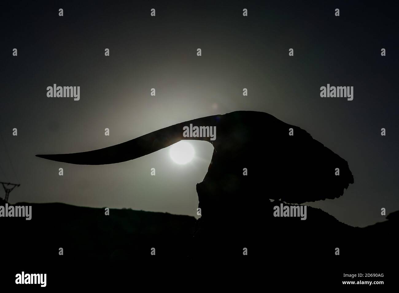 Dry Goat Skull Bone, Goat Skull background in the desert Stock Photo ...