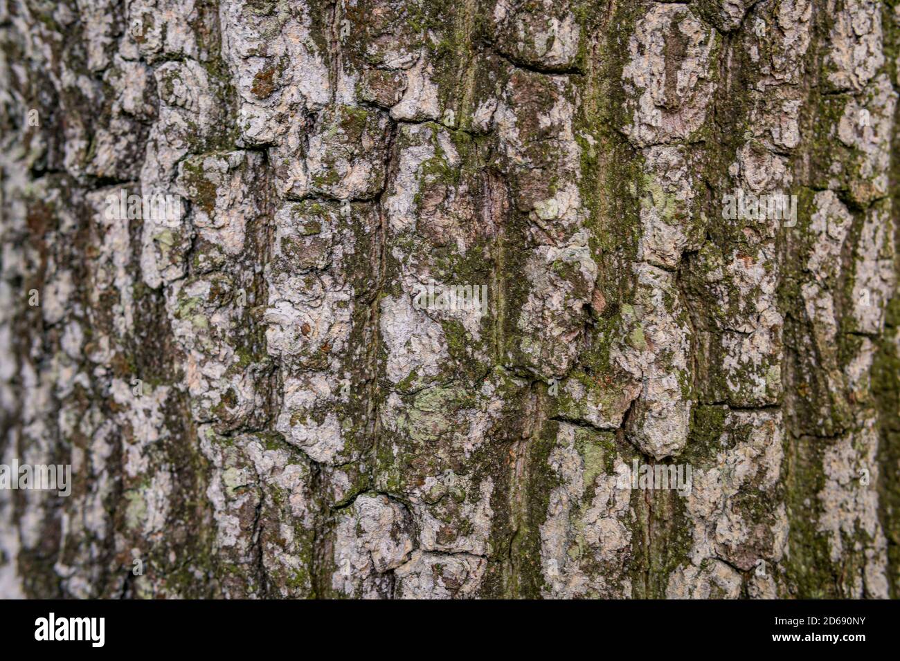 Tropical Softwood Tree High Resolution Stock Photography and Images - Alamy