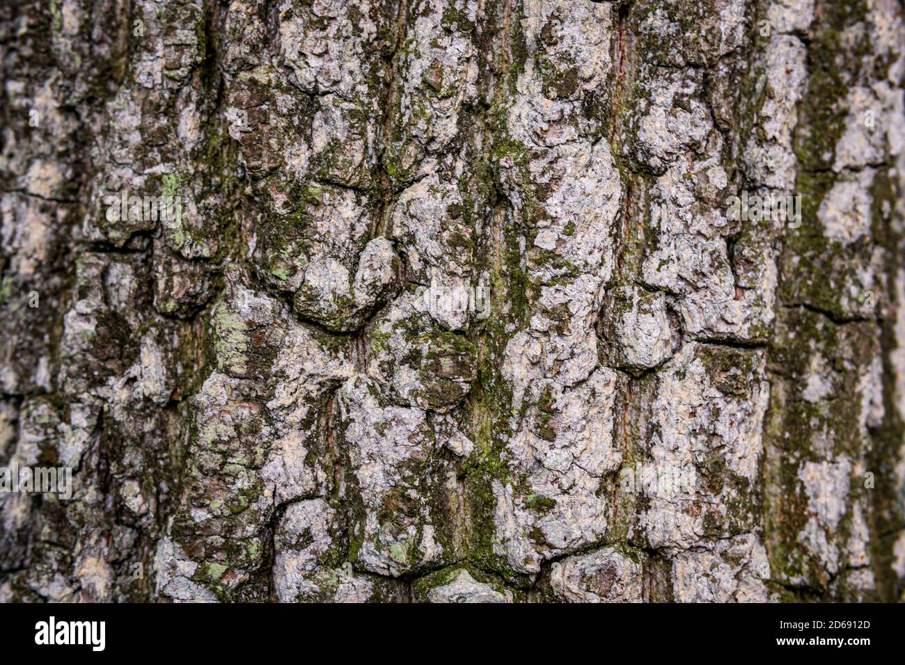pine softwood tree texture background in mixed forest in upper swabia ...