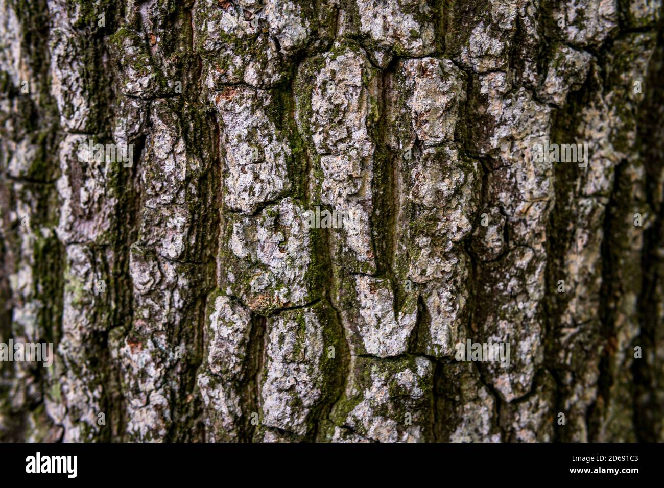 Tropical softwood tree hi-res stock photography and images - Alamy