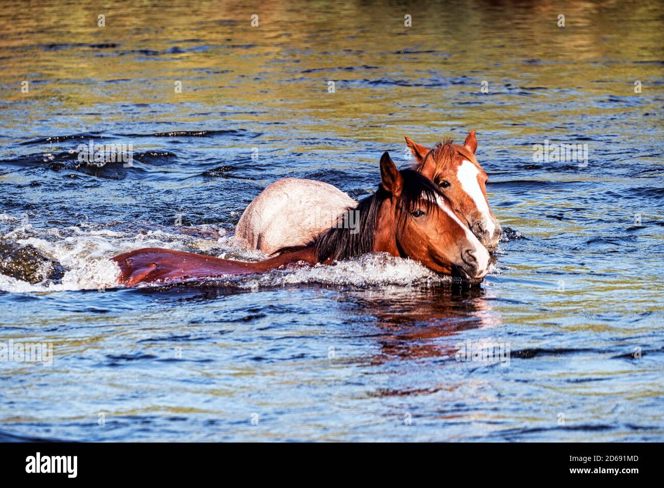 Salt River Wild Horses in Tonto National Forest near Phoenix, Arizona ...