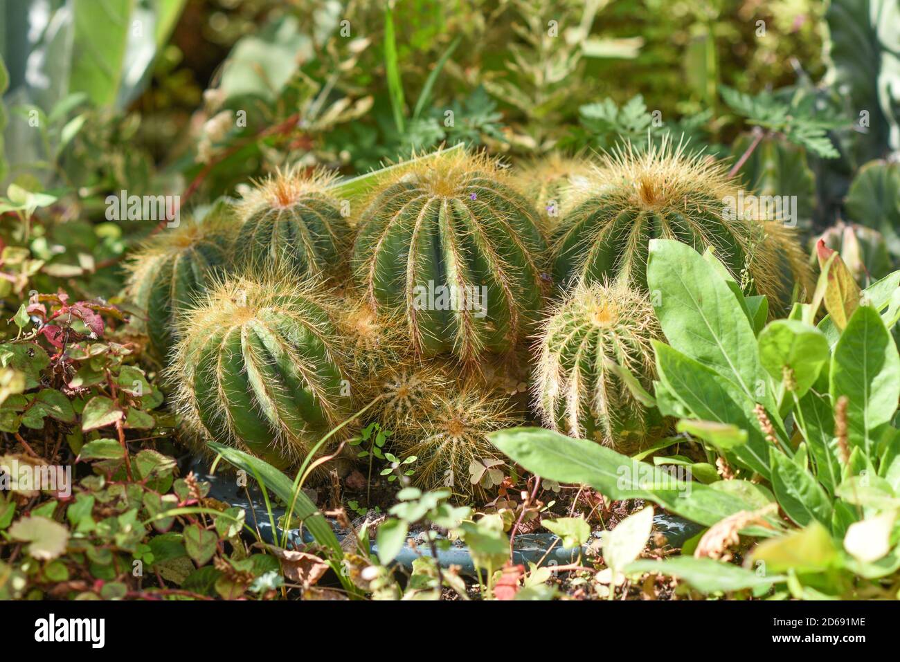 Ball cacti in natural habitat in a garden Stock Photo - Alamy