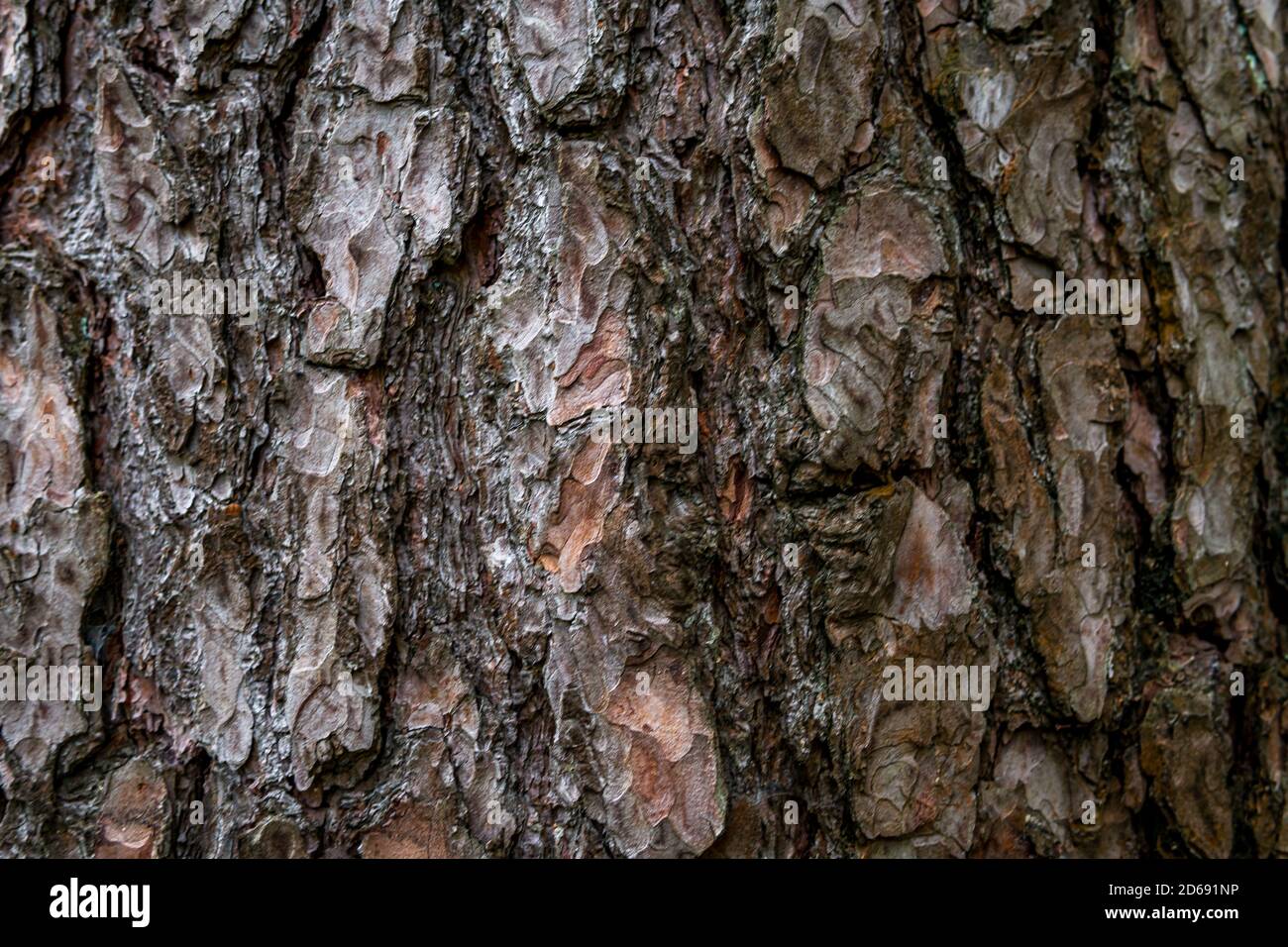 pine softwood tree texture background in mixed forest in upper swabia ...