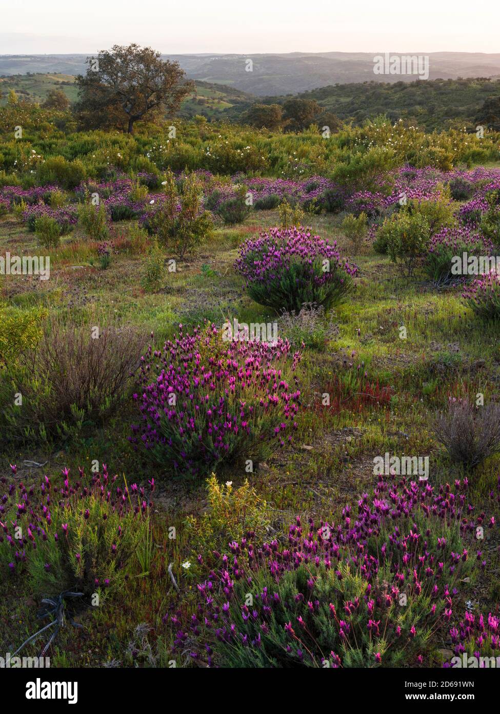 Wild lavender in alentejo portugal hi-res stock photography and images ...