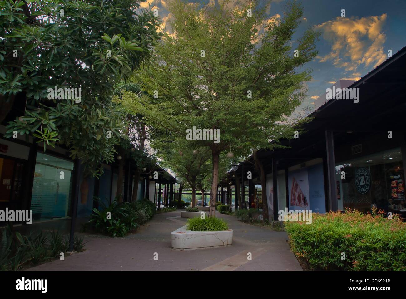 A soothing view of a tree in the middle of the park Stock Photo - Alamy