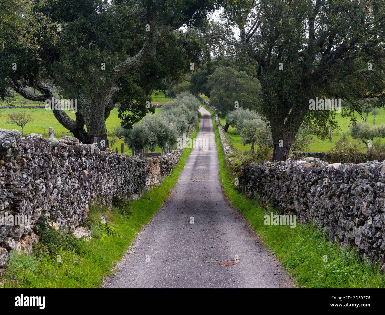 Cork oak (Quercus suber) in the Alentejo. Europe, Southern Europe ...
