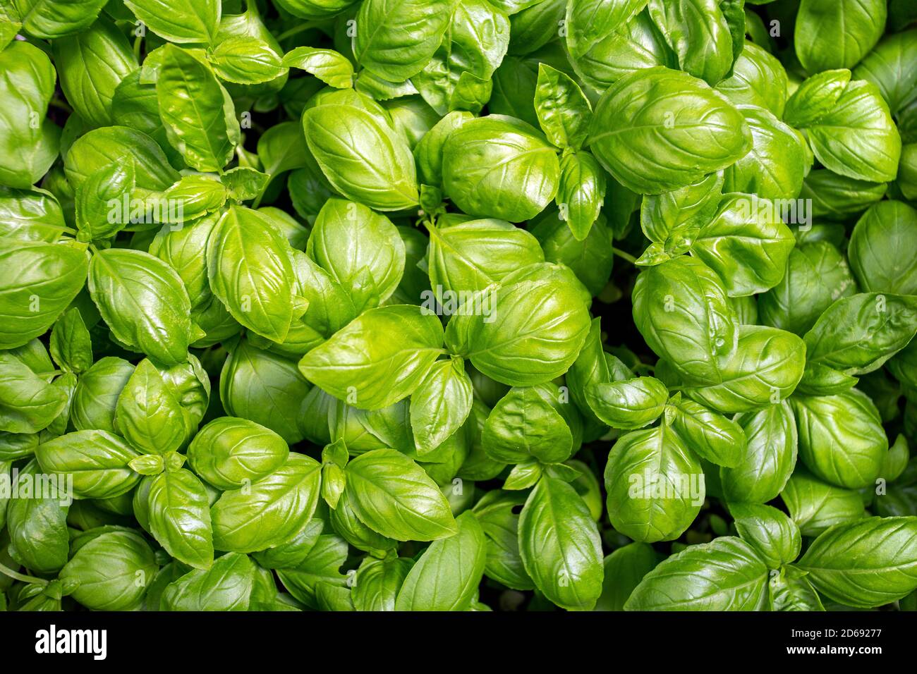 Full frame background or textures of bright green Basil (Ocimum ...