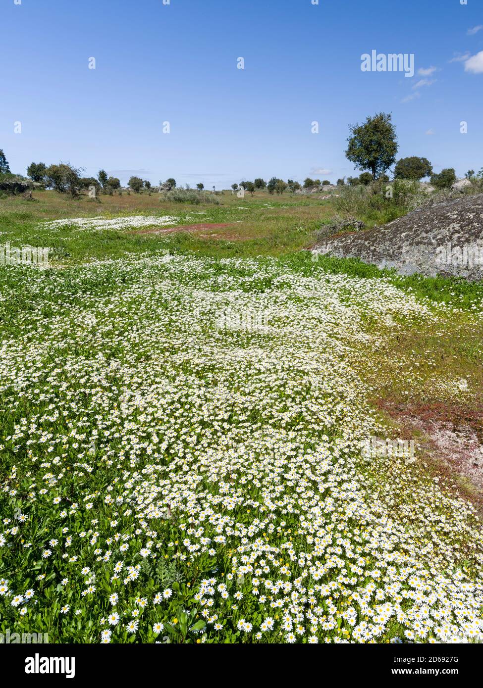 Matricaria Inodora High Resolution Stock Photography and Images - Alamy