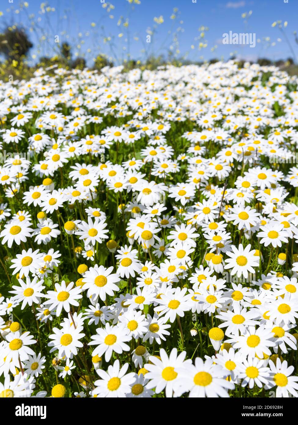 Scentless false mayweed (scentless mayweed, scentless chamomile, wild ...