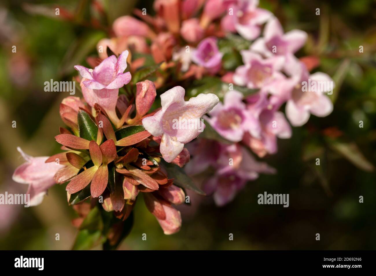 Abelia High Resolution Stock Photography and Images - Alamy