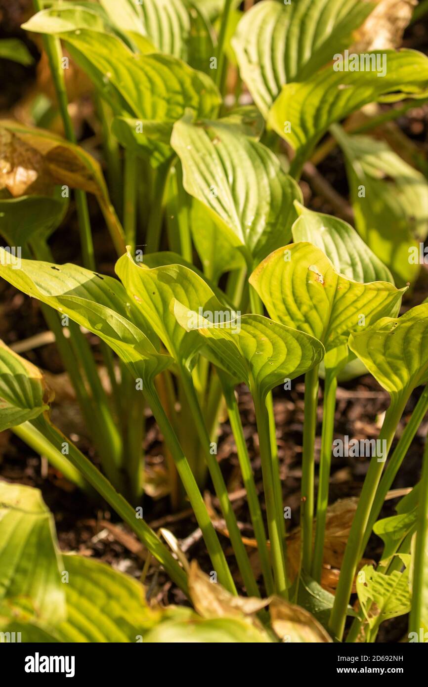 Hosta Plantaginea var Japonica autumn foliage/flowers showing patterns ...