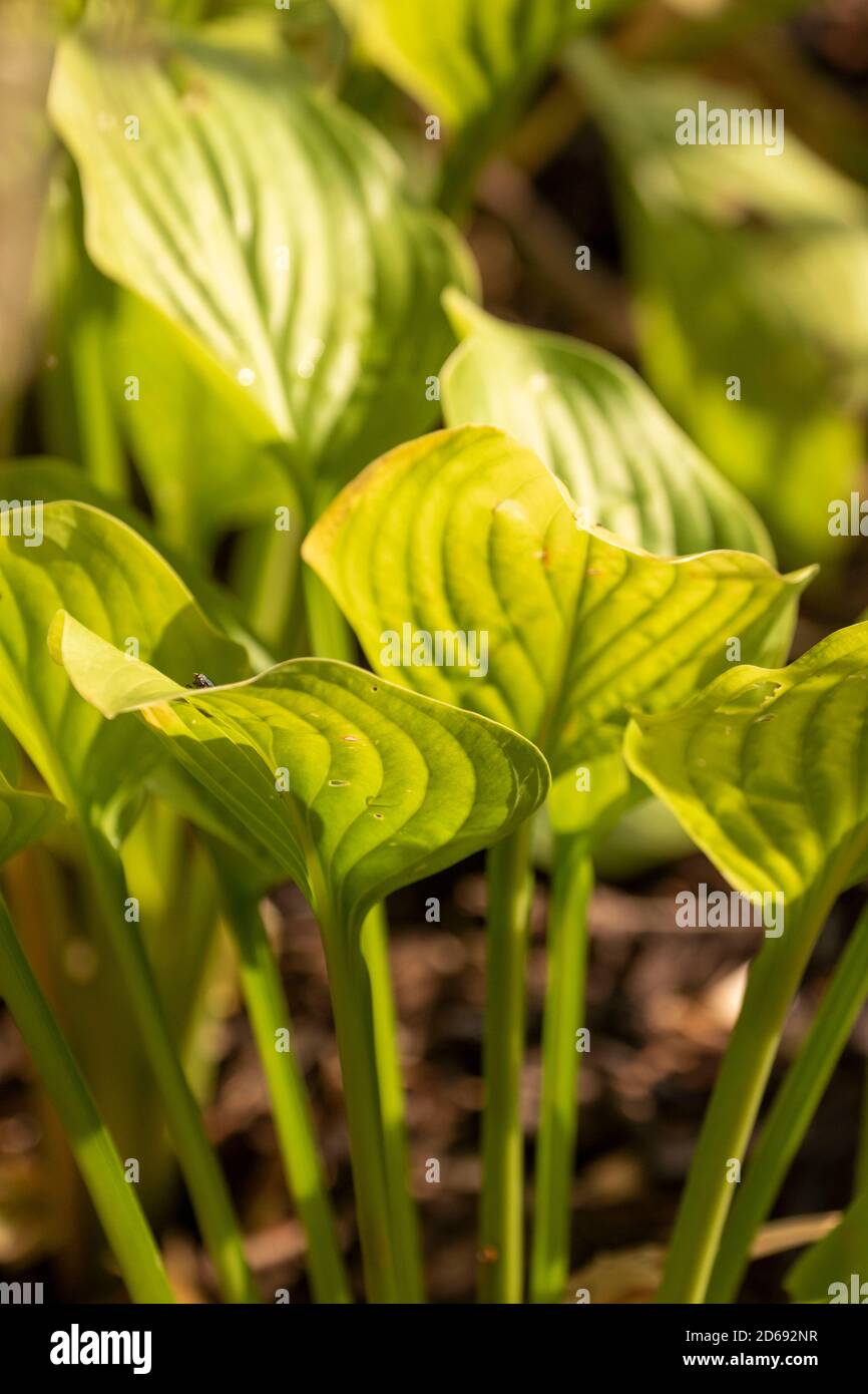 Hosta Plantaginea var Japonica autumn foliage/flowers showing patterns ...