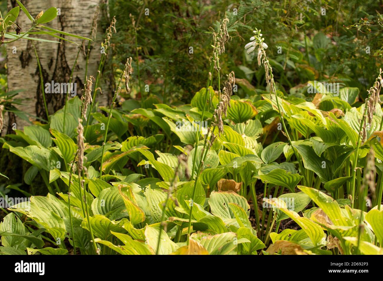 Hosta Plantaginea var Japonica autumn foliage/flowers showing patterns ...