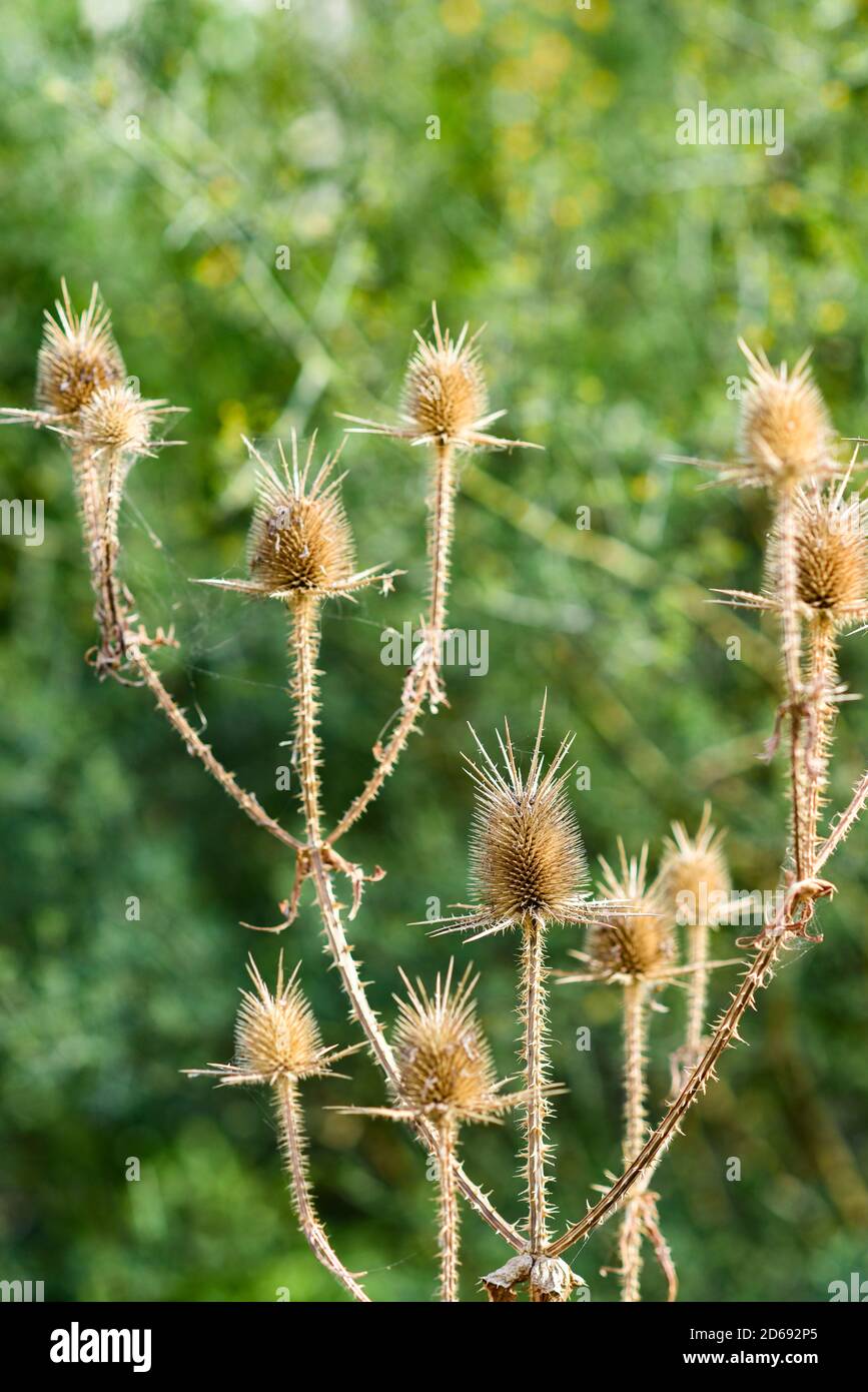 Teasel head in sharp hi-res stock photography and images - Alamy