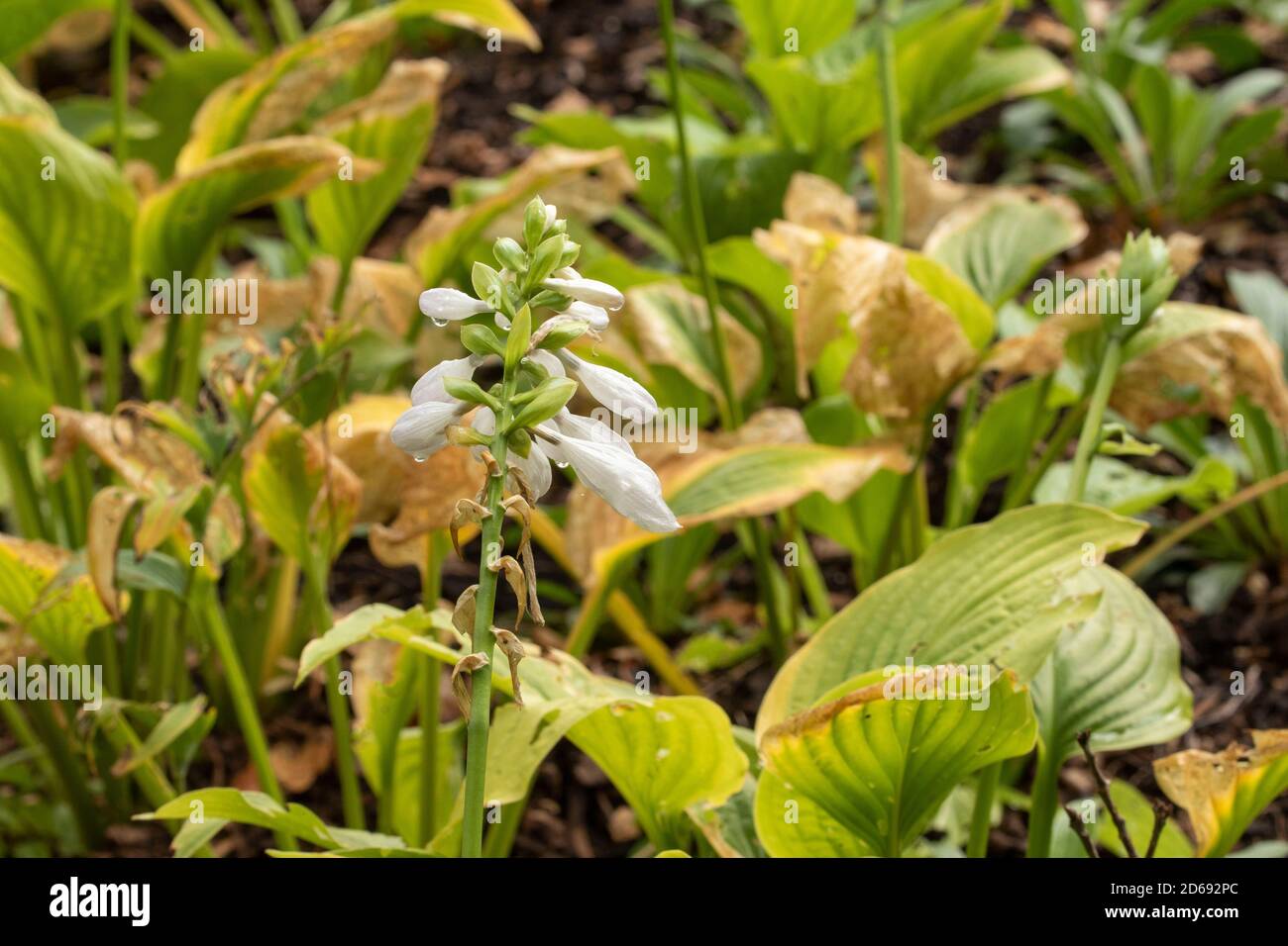 Hosta Plantaginea var Japonica autumn foliage/flowers showing patterns ...