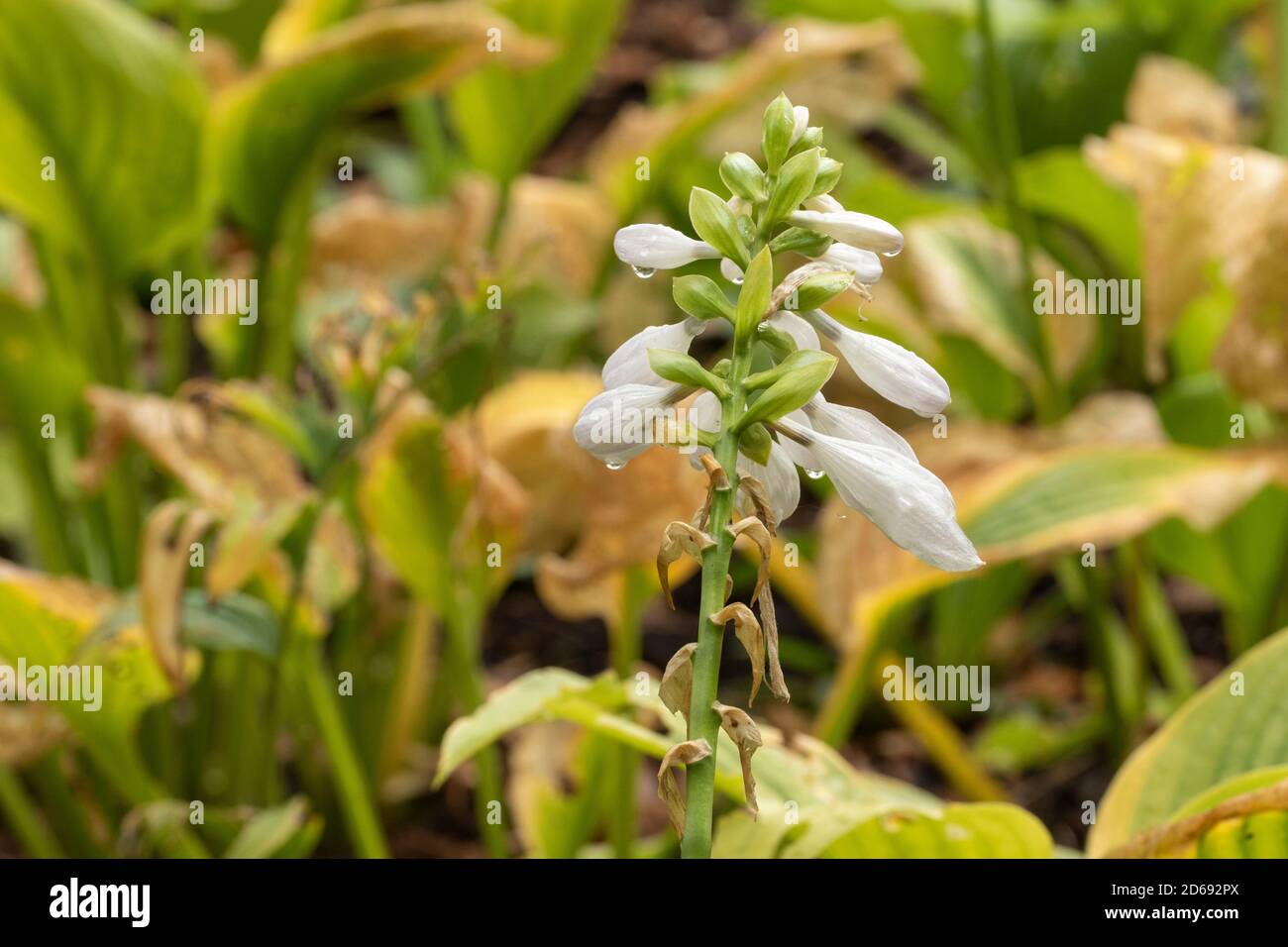 Hosta Plantaginea var Japonica autumn foliage/flowers showing patterns ...