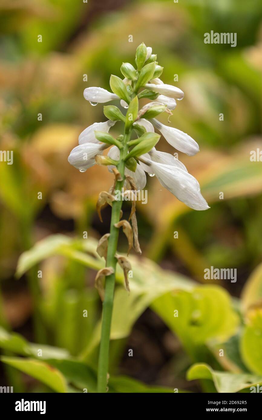Hosta Plantaginea var Japonica autumn foliage/flowers showing patterns ...