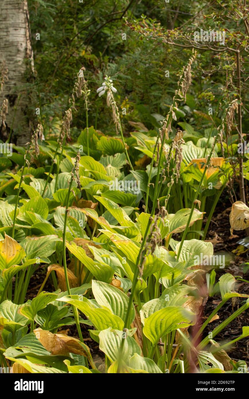 Hosta Plantaginea var Japonica autumn foliage/flowers showing patterns ...