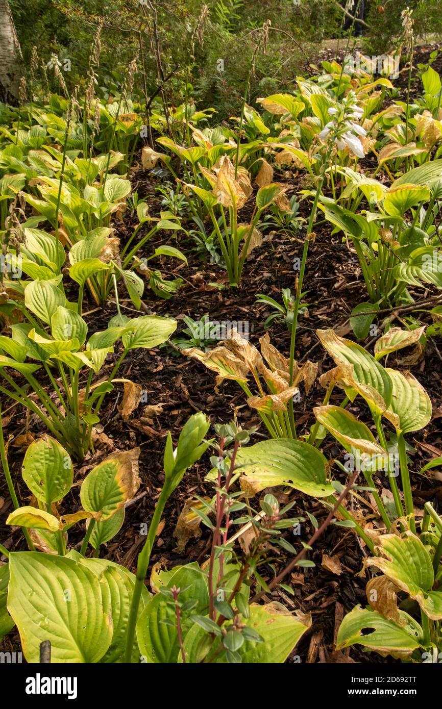 Hosta Plantaginea var Japonica autumn foliage/flowers showing patterns ...