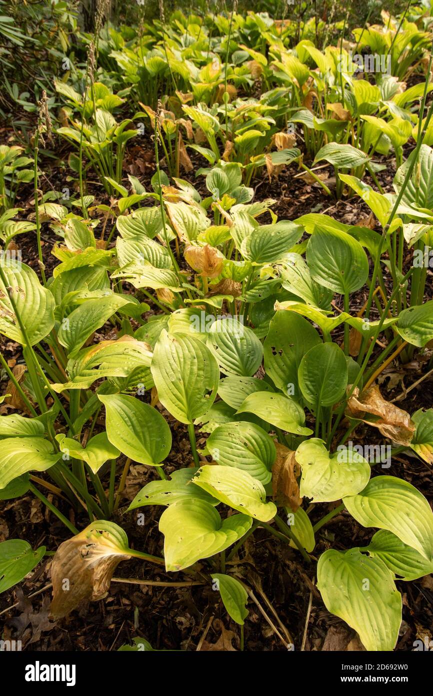 Hosta Plantaginea var Japonica autumn foliage/flowers showing patterns ...