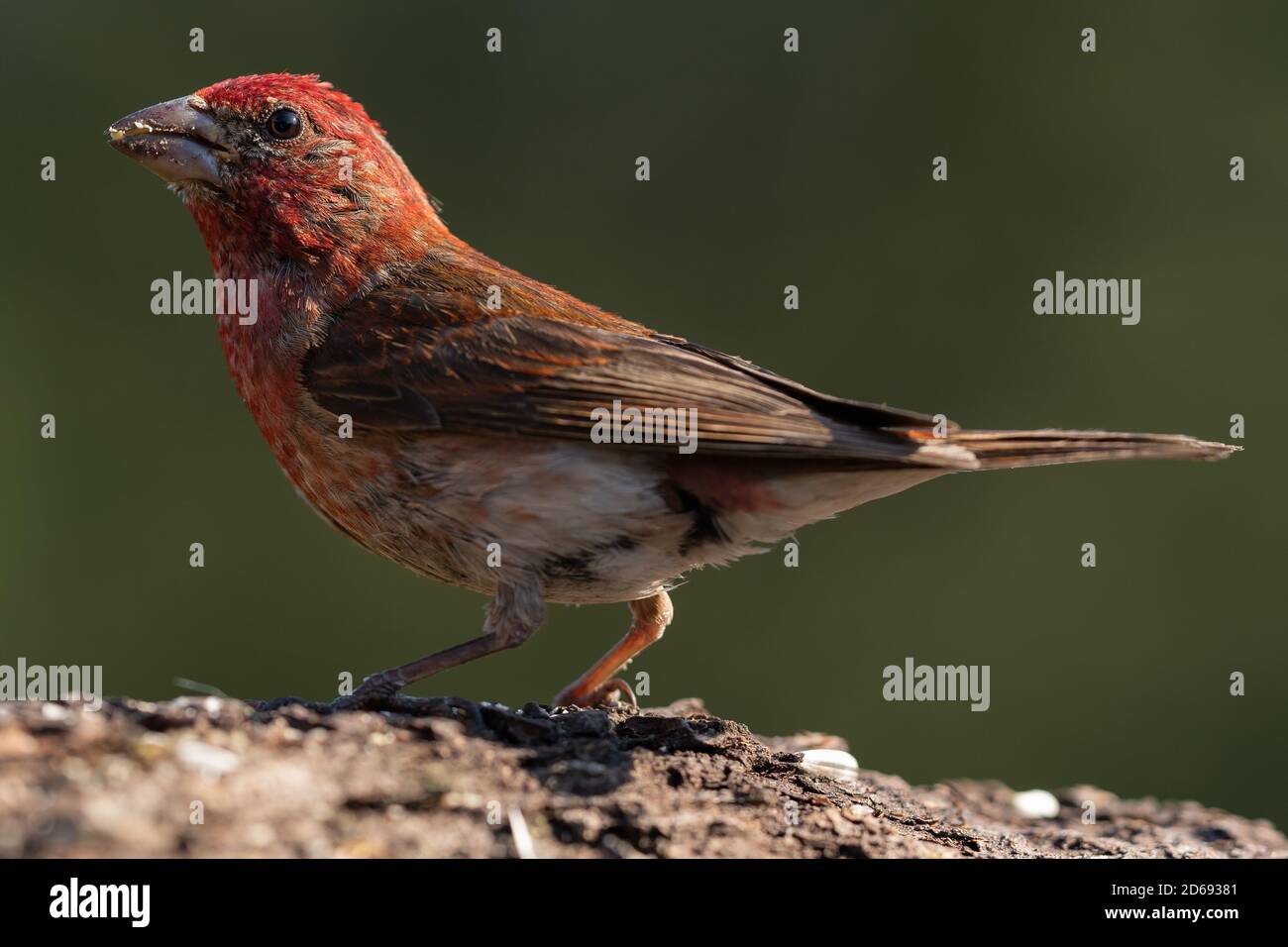 House Finch Standing on a Log. Oregon, Ashland, Cascade Siskiyou ...