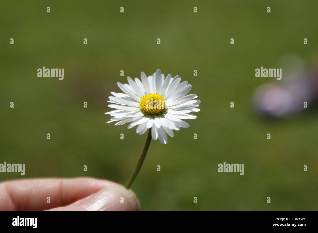 Small daisy held in a hand with a green grass bokeh background in ...