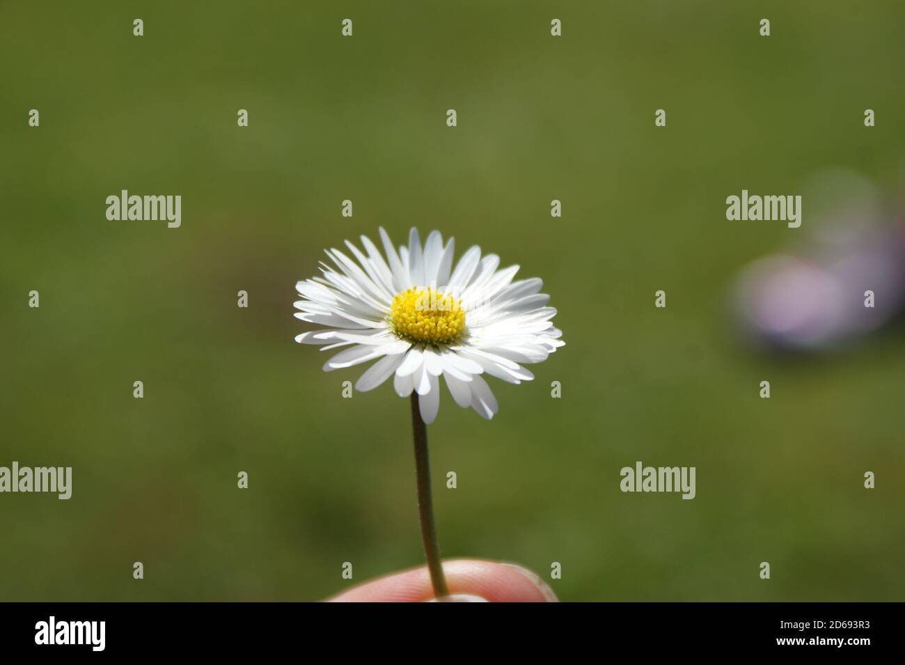 Small daisy held in a hand with a green grass bokeh background in ...