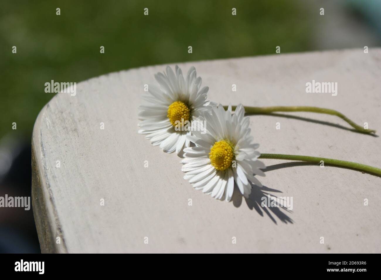 Small daisy held in a hand with a green grass bokeh background in ...