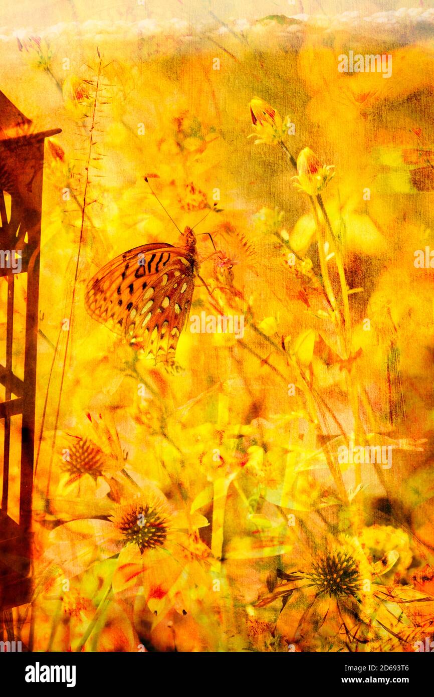 An Aphrodite Fritillary (Speyeria aphrodite) Butterfly and other ...