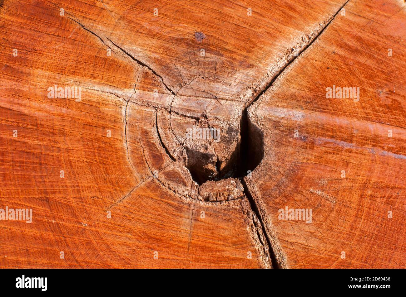 Plum tree cut surface closeup as wooden texture background Stock Photo ...