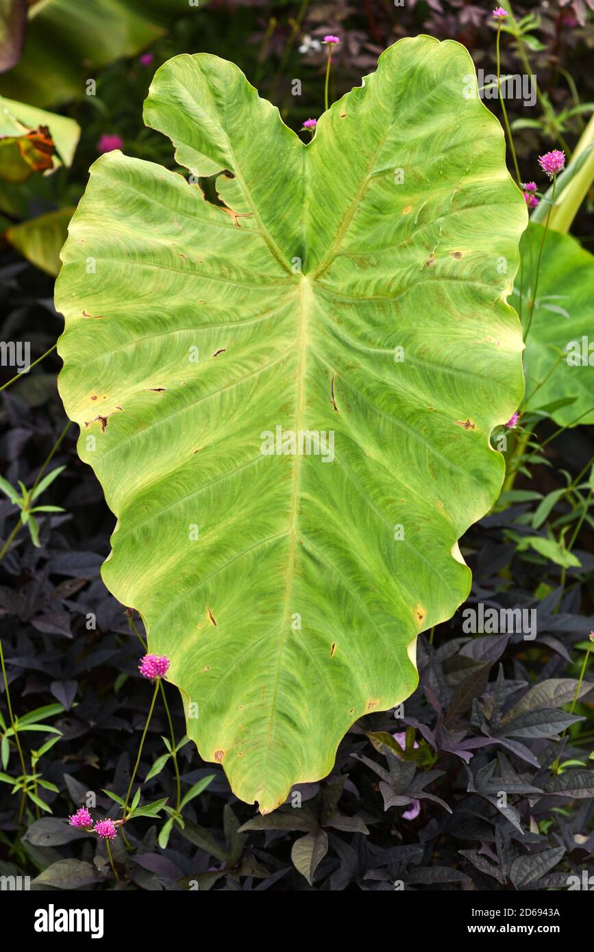 Big elephant ear leaf growing in a garden Stock Photo - Alamy