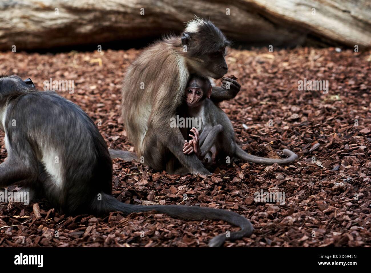 Cute white-naped mangabey calf raising her leg to scratch herself while ...