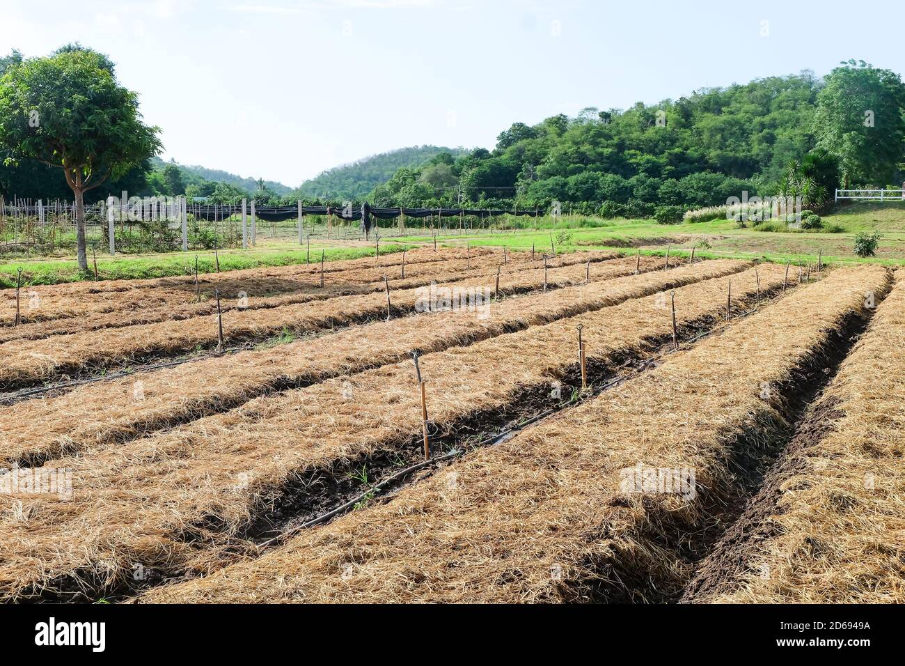 Preparing soil for plantation, Vegetable plots,Straw cover crop ...