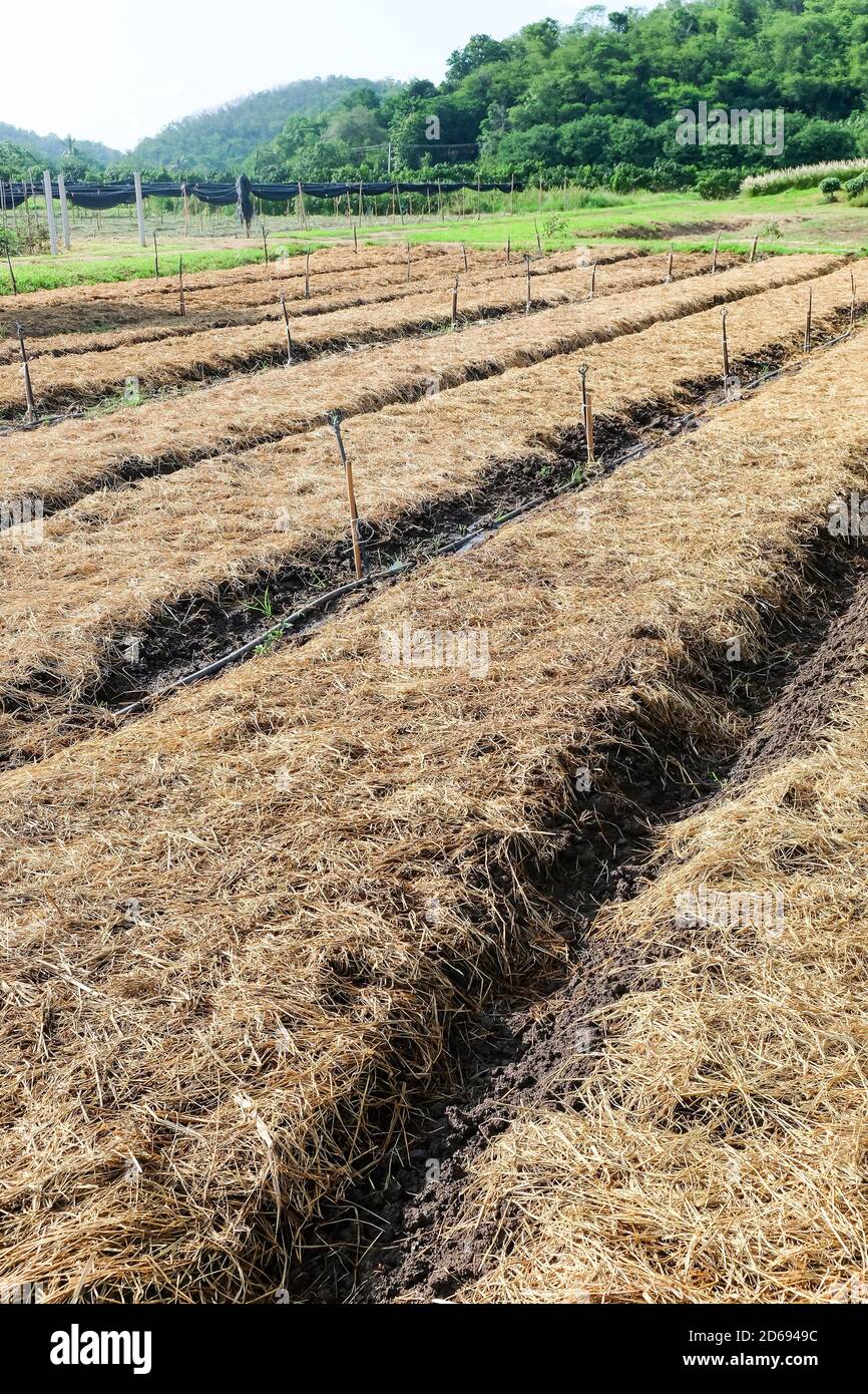Preparing soil for plantation, Vegetable plots,Straw cover crop ...