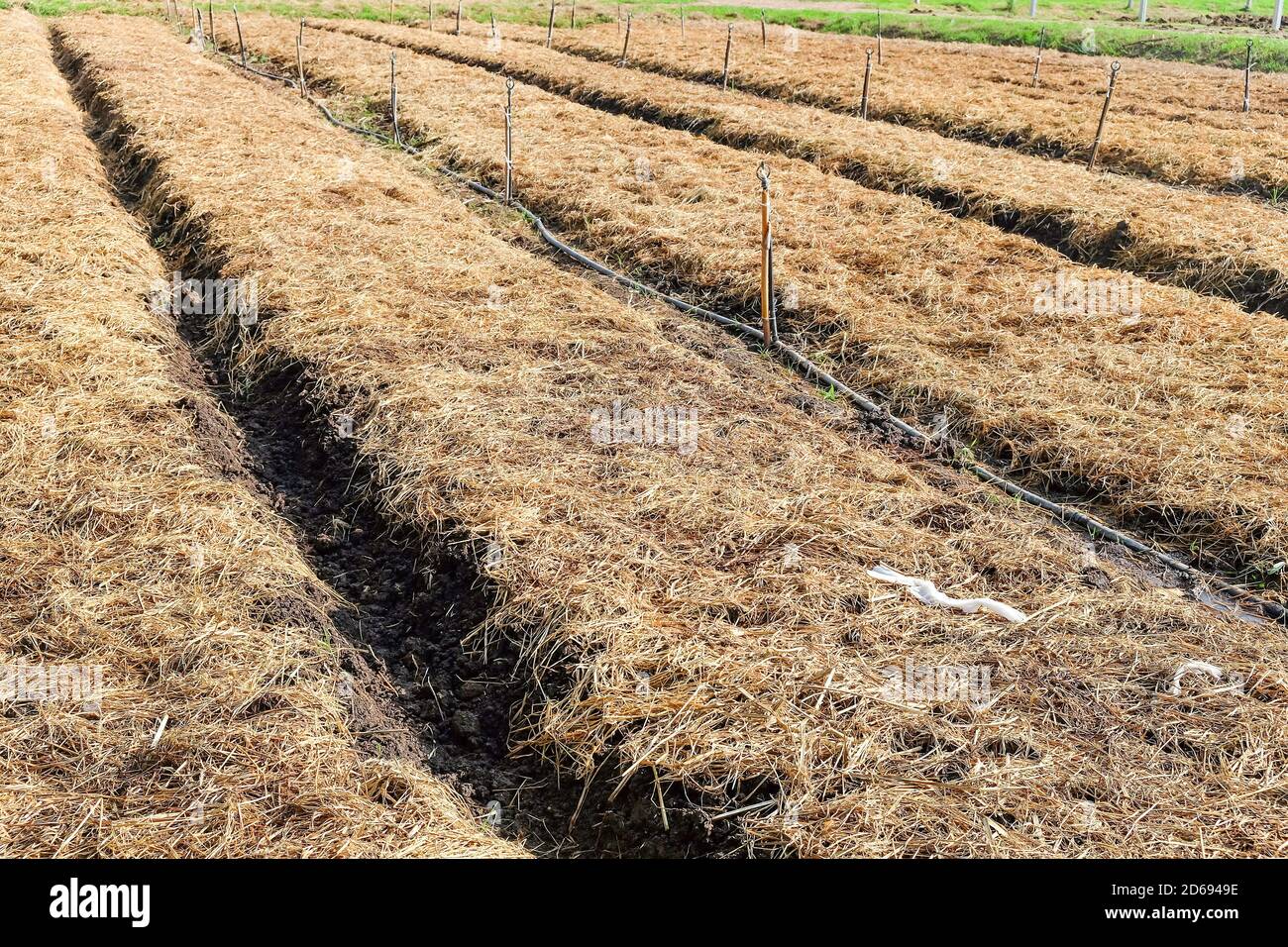 Preparing soil for plantation, Vegetable plots,Straw cover crop ...