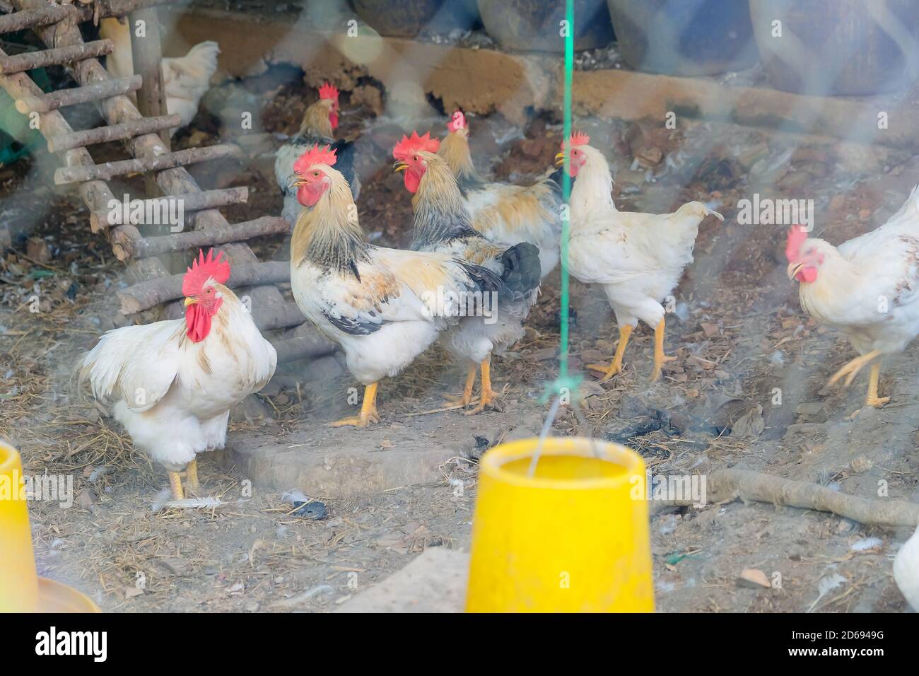 Thailand farm chickens hi-res stock photography and images - Alamy