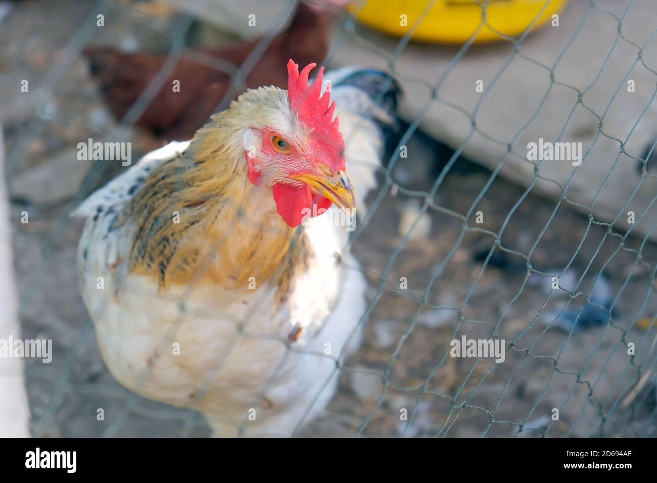 farm animals, Chickens on traditional free range poultry farm in ...