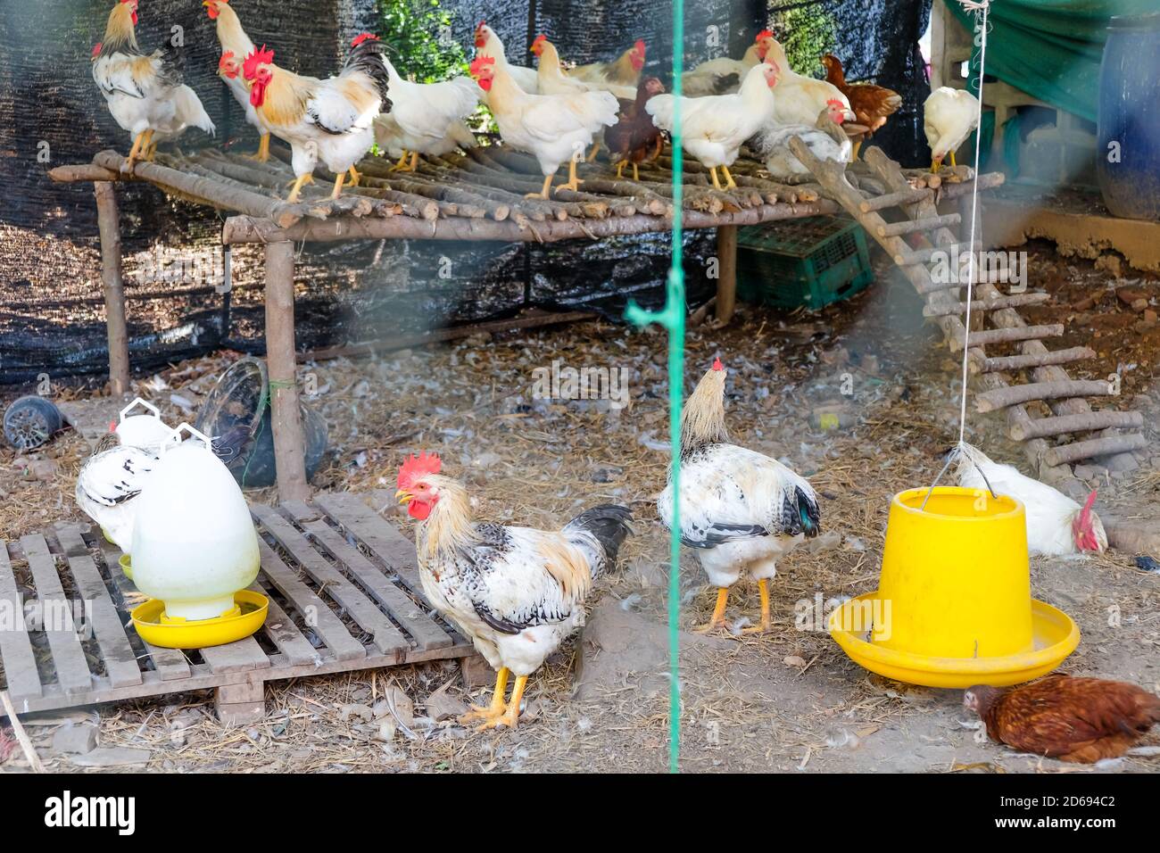 farm animals, Chickens on traditional free range poultry farm in ...