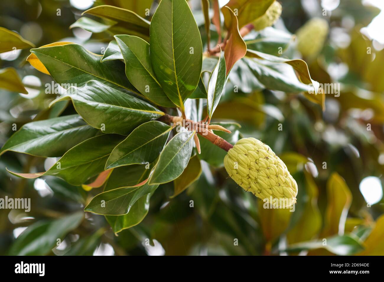 Southern magnolia cone blooming in the park in summer Stock Photo - Alamy