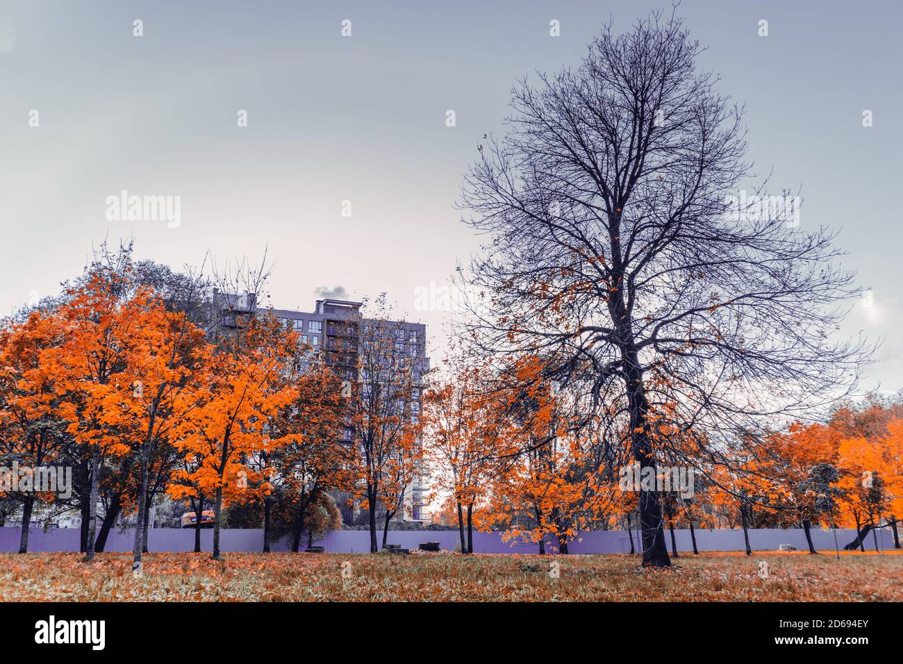 Autumn Urban Landscape fantasy Art Processing Photo Infrared Effect ...