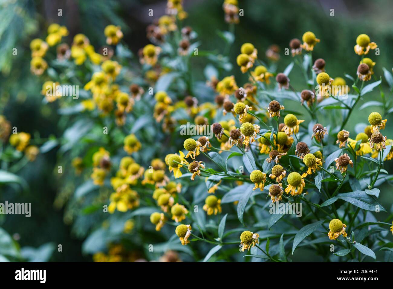 Yellow asters hi-res stock photography and images - Alamy