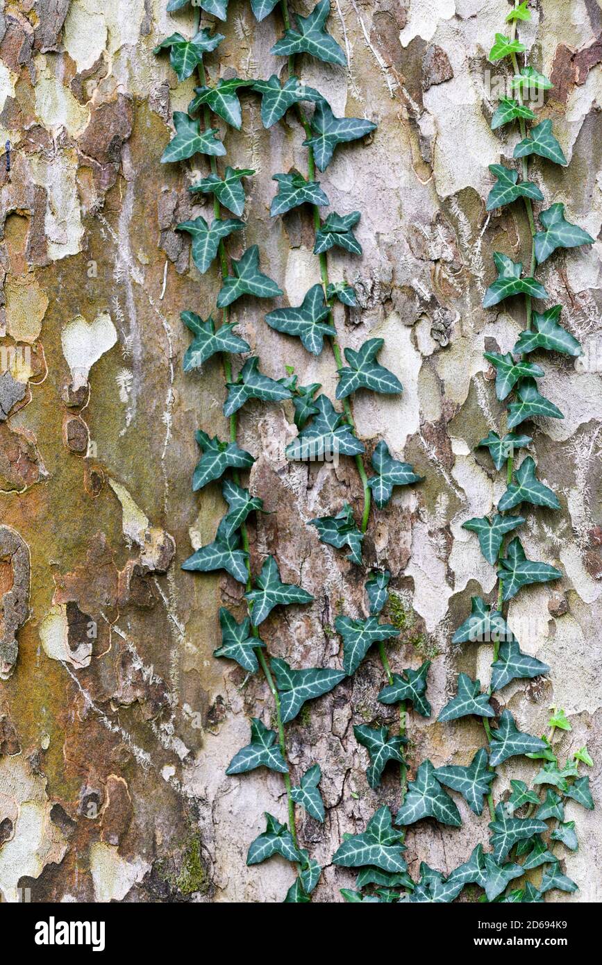 Hedera helix climbing tree bark in the park Stock Photo - Alamy