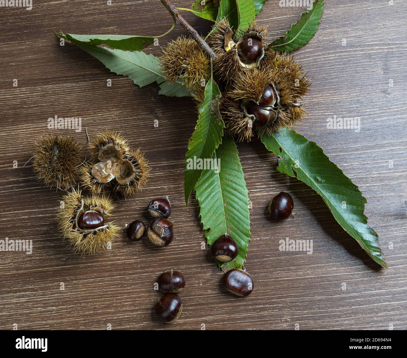 Beautiful autumn leaves chestnuts hi-res stock photography and images ...
