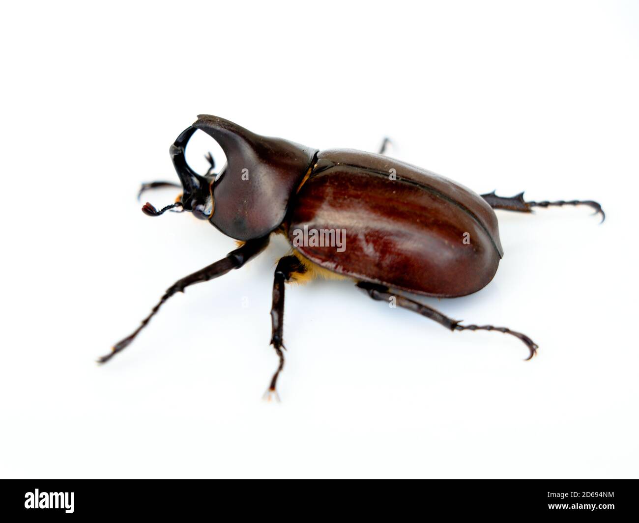 Asiatic rhinoceros beetle or coconut rhinoceros beetle belonging to ...