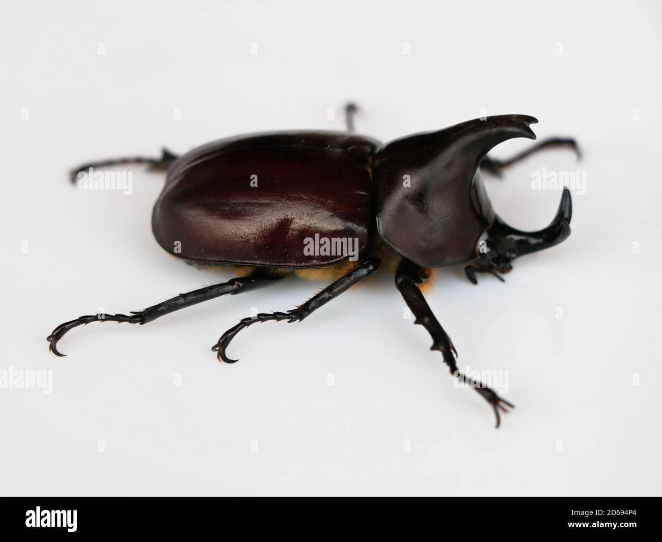 Asiatic rhinoceros beetle or coconut rhinoceros beetle belonging to ...